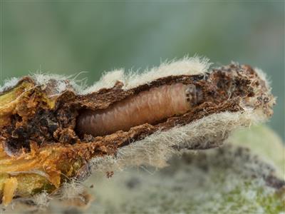 IRIIS phytoprotection - Fiche technique, Mineuse des bourgeons du pommier