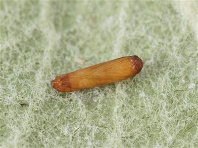 IRIIS phytoprotection - Fiche technique, Mineuse des bourgeons du pommier