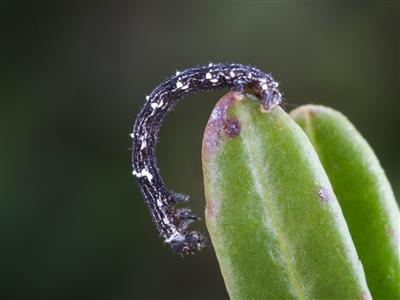 IRIIS phytoprotection - Fiche technique, Arpenteuse piquée jaune