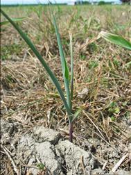 IRIIS phytoprotection - Fiche technique, Sol compact - Maïs grain et ...