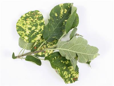 IRIIS phytoprotection - Fiche technique, Virus de la mosaïque du ...