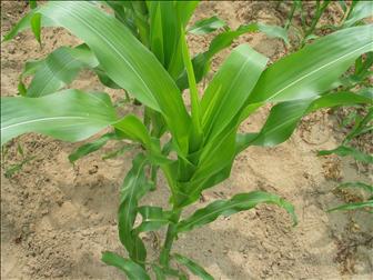 IRIIS phytoprotection - Fiche technique, Carence en magnésium (Mg ...