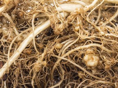 IRIIS phytoprotection - Fiche technique, Nématode cécidogène du nord ...