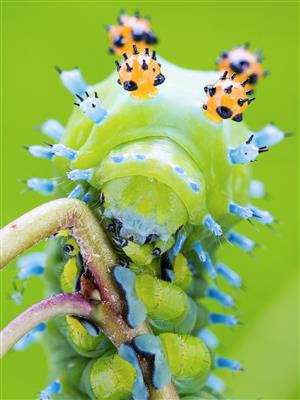 IRIIS phytoprotection - Fiche technique, Saturnie cécropia