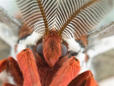 IRIIS phytoprotection - Fiche technique, Saturnie cécropia