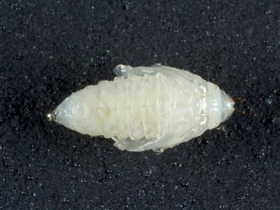 IRIIS phytoprotection - Fiche technique, Orcheste du pommier