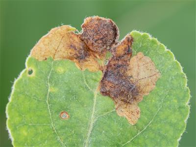 IRIIS phytoprotection - Fiche technique, Orcheste du pommier