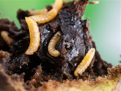 IRIIS phytoprotection - Fiche technique, Cécidomyie des poires