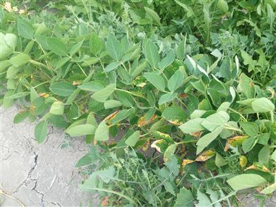 IRIIS phytoprotection - Fiche technique, Phytotoxicité - Herbicide du ...