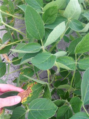 IRIIS phytoprotection - Fiche technique, Phytotoxicité - Herbicide du ...