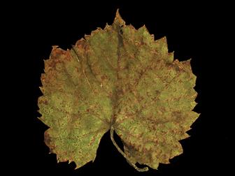 IRIIS phytoprotection - Fiche technique, Phytotoxicité - Insecticide du ...