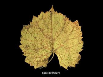 IRIIS phytoprotection - Fiche technique, Phytotoxicité - Insecticide du ...